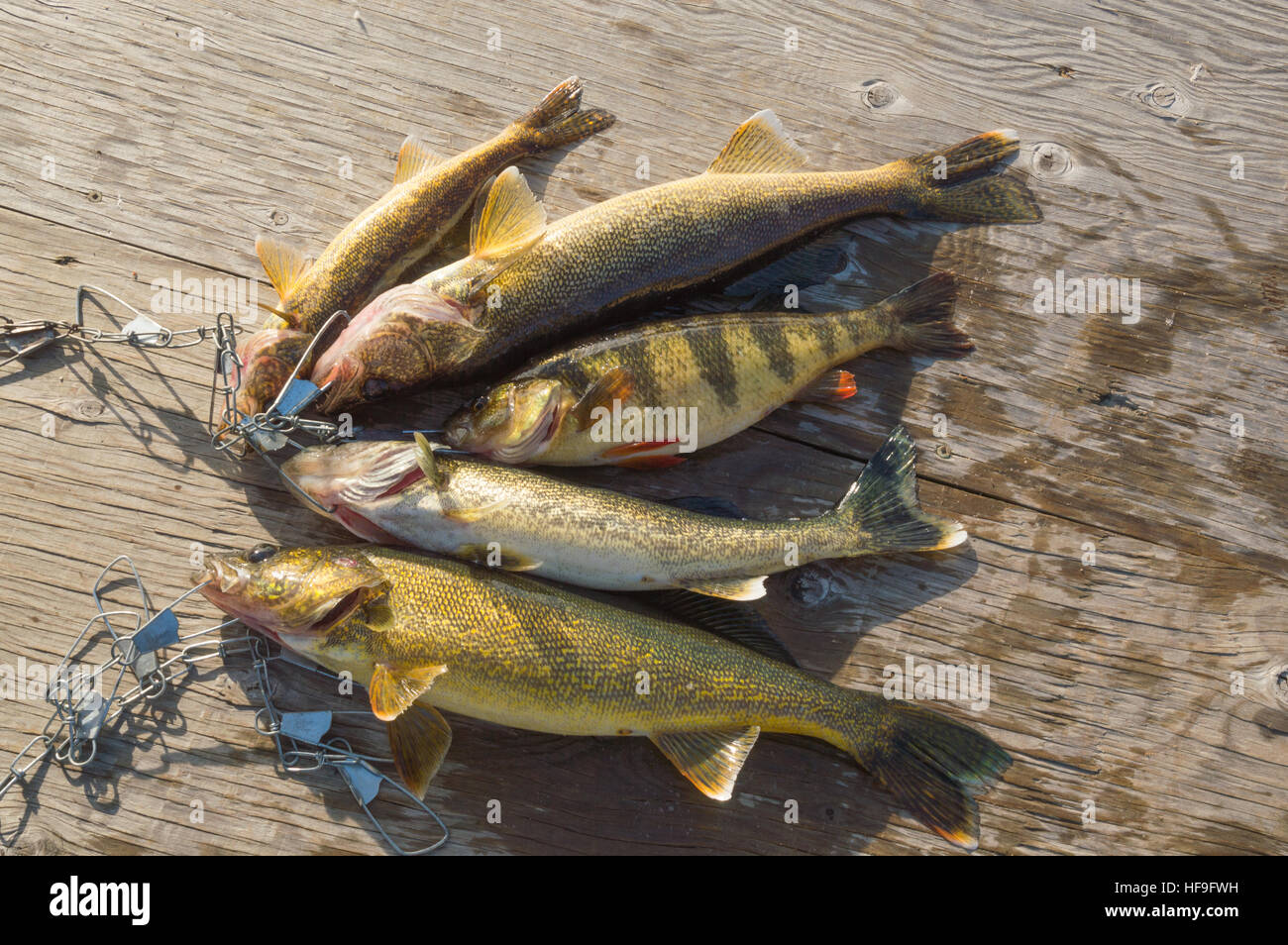 4 Le doré jaune et la perchaude 1 poisson pris lié par un stringer et ...
