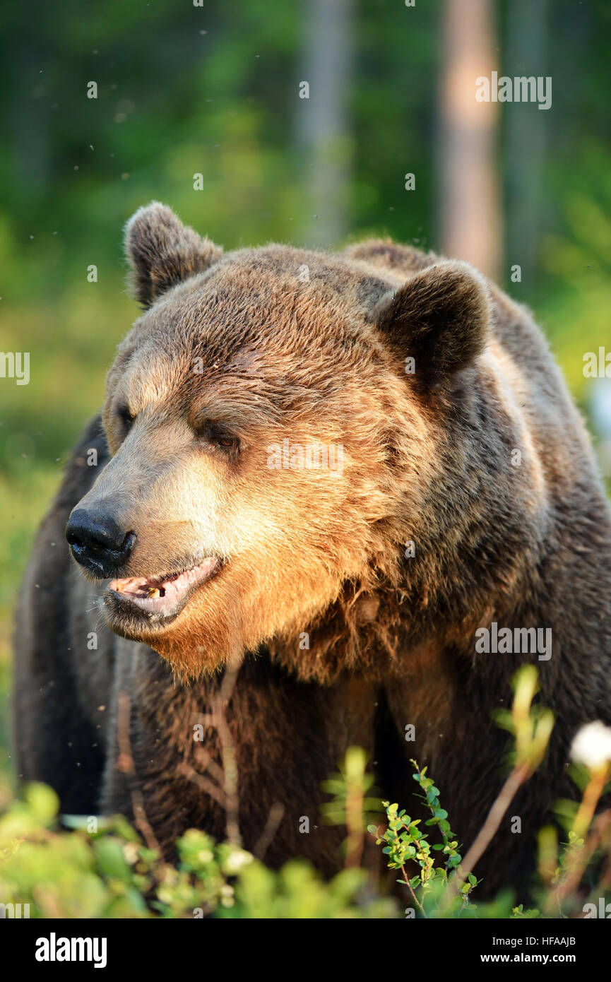 Dents d'ours Banque de photographies et d’images à haute résolution - Alamy