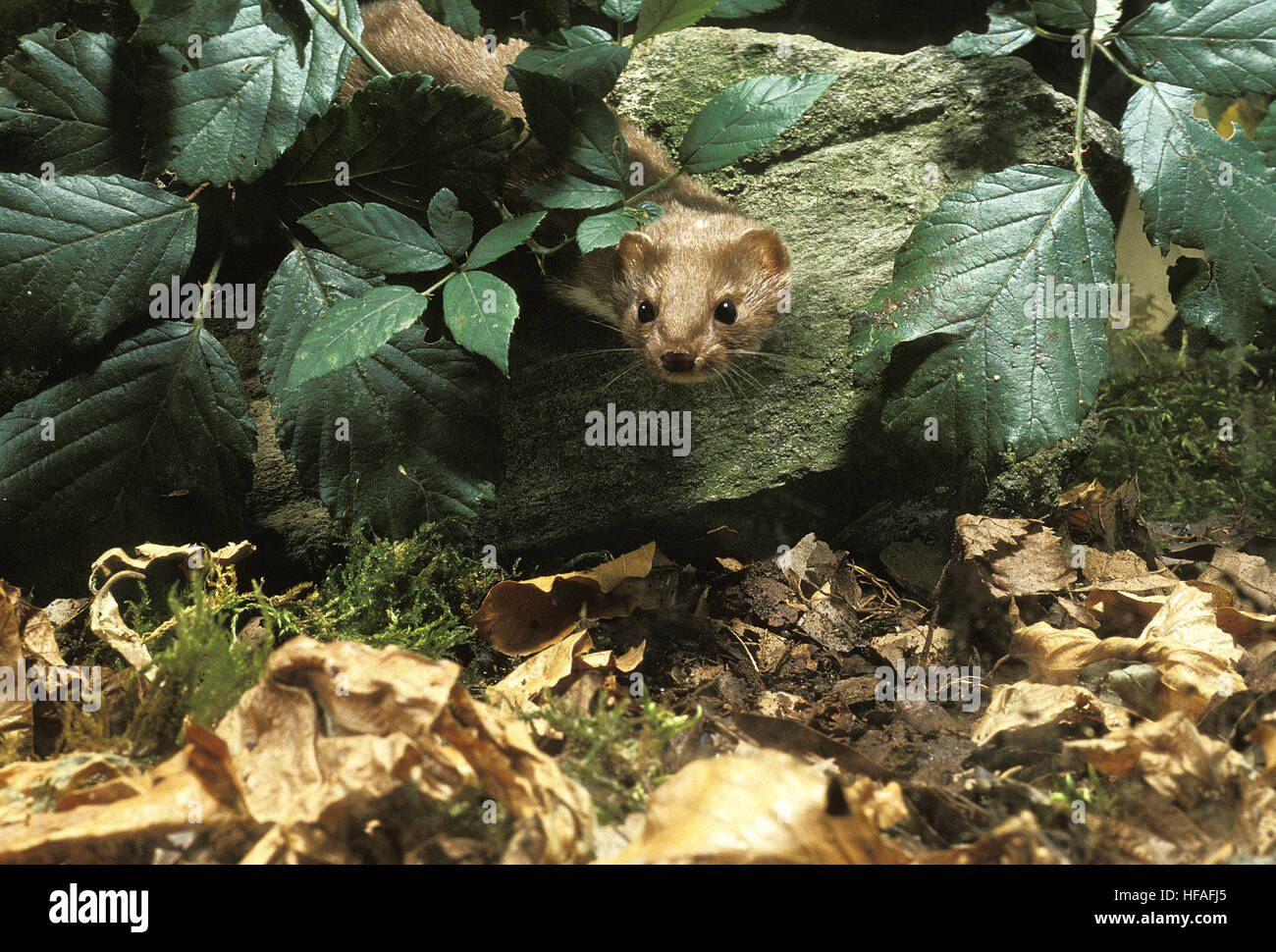 Belette d'europe Banque de photographies et d’images à haute résolution ...