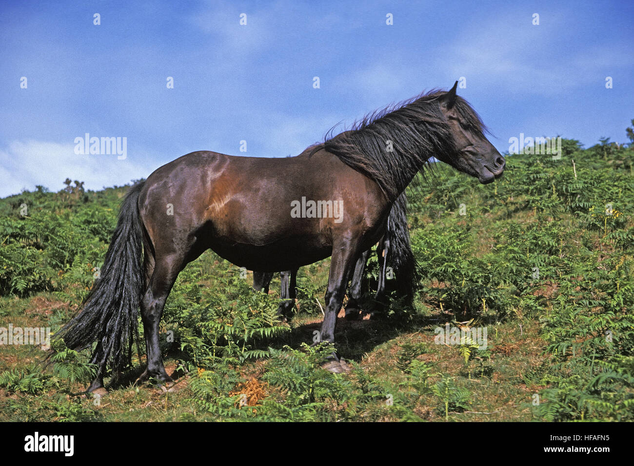 Pottok horse Banque de photographies et d’images à haute résolution - Alamy