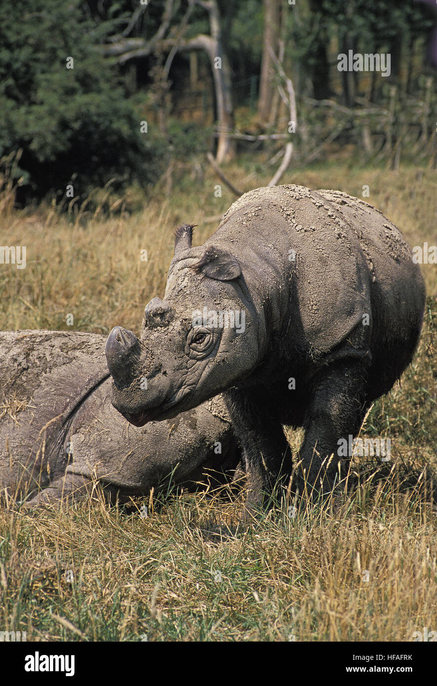 Rhinocéros de sumatra dicerorhinus sumatrensis Banque de photographies ...