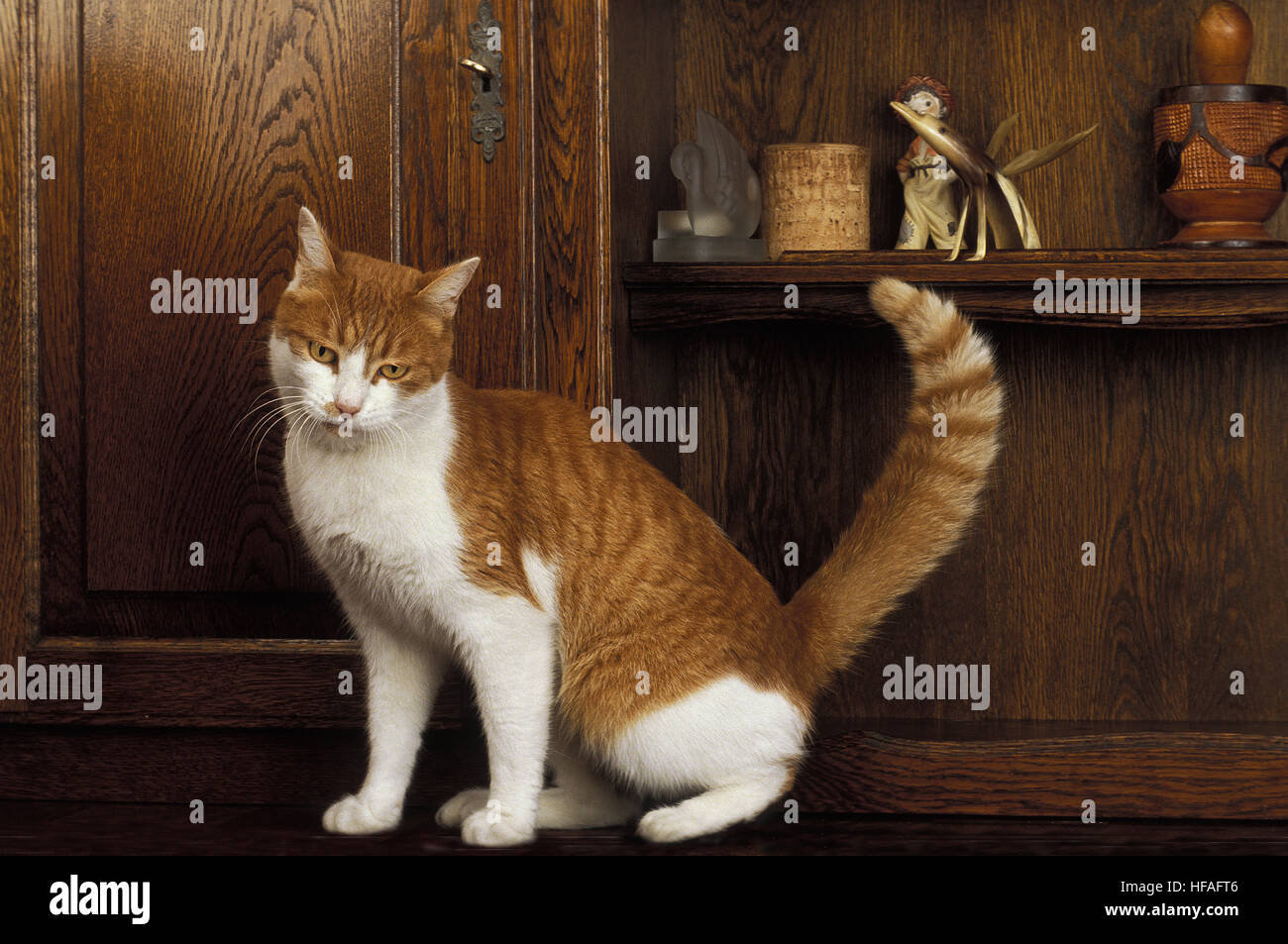 Chat domestique rouge et blanc Banque de photographies et d’images à ...
