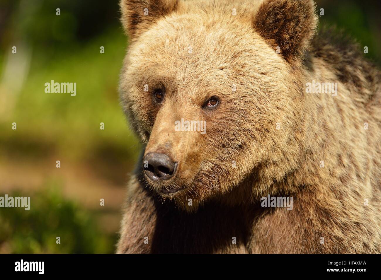 Face d'ours Banque de photographies et d’images à haute résolution - Alamy