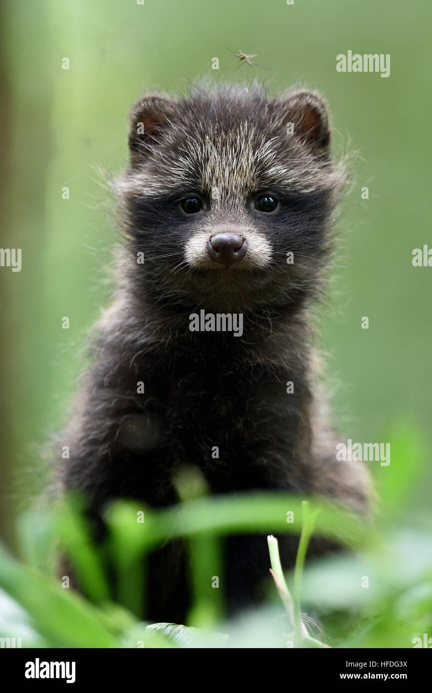 Le chien viverrin, le pup. Le chien viverrin, le kit. Le chien viverrin ...