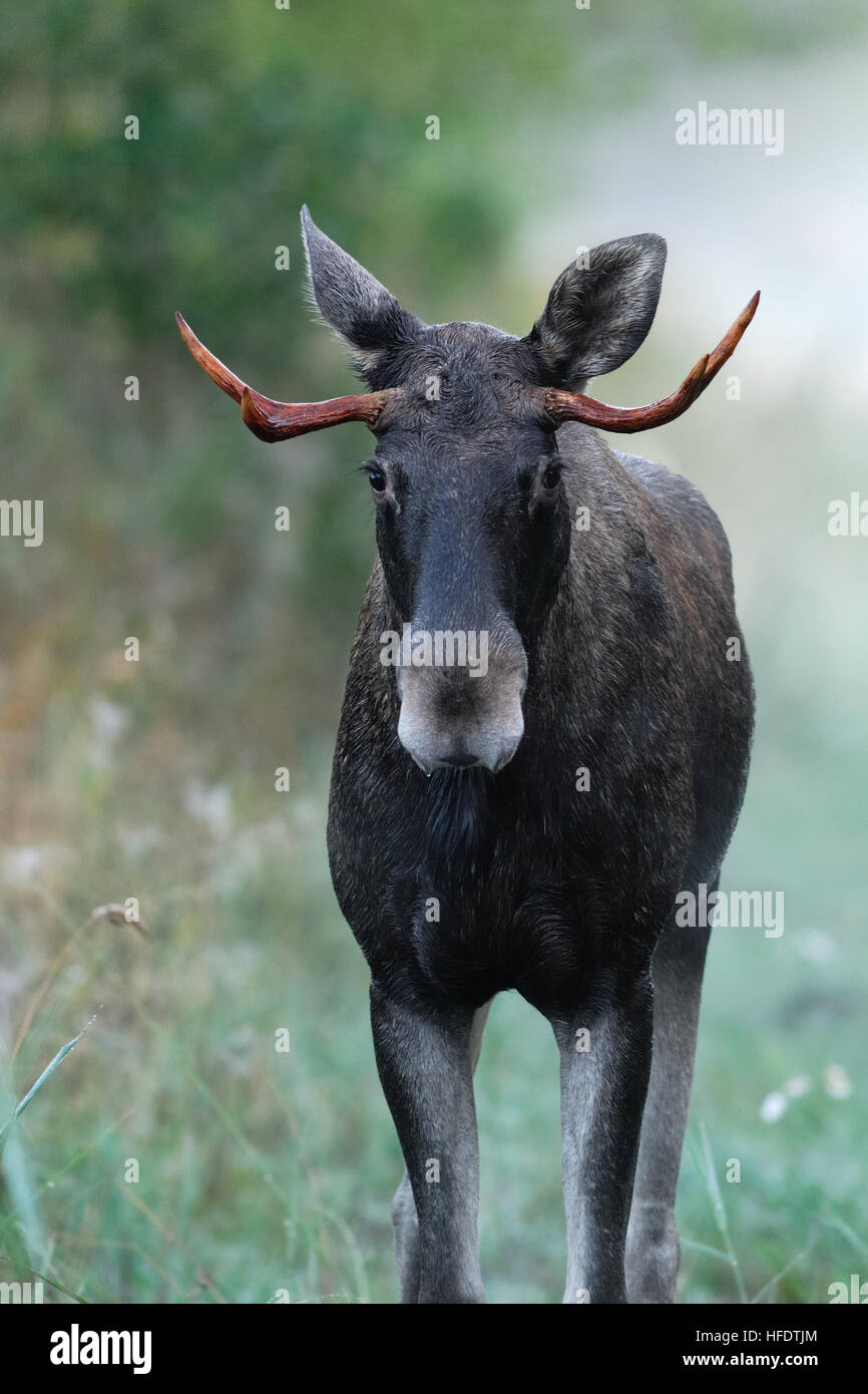 Un animal d'orignal Banque de photographies et d’images à haute ...