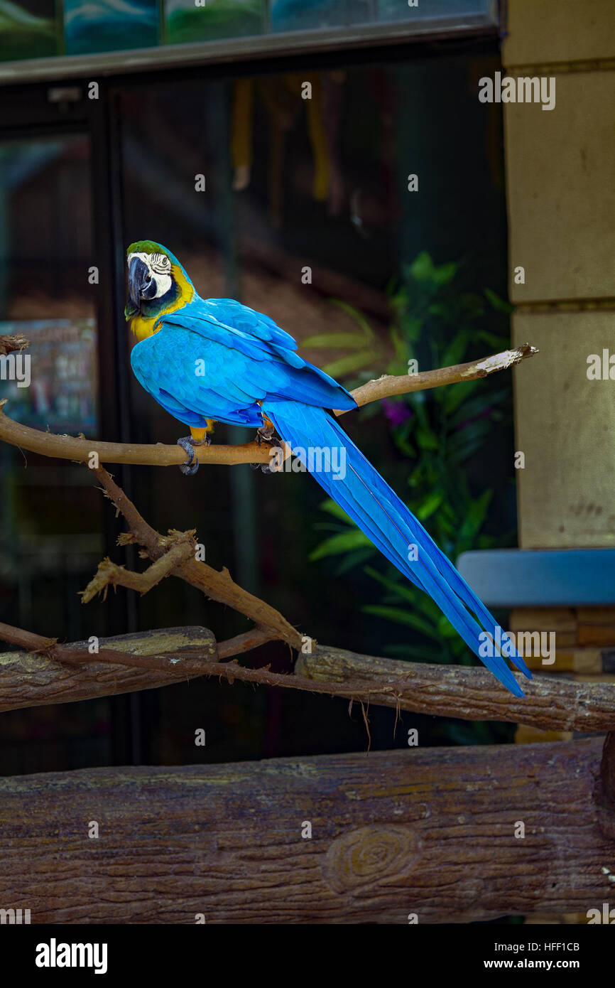 Tropical rainforest birds Banque de photographies et d’images à haute ...