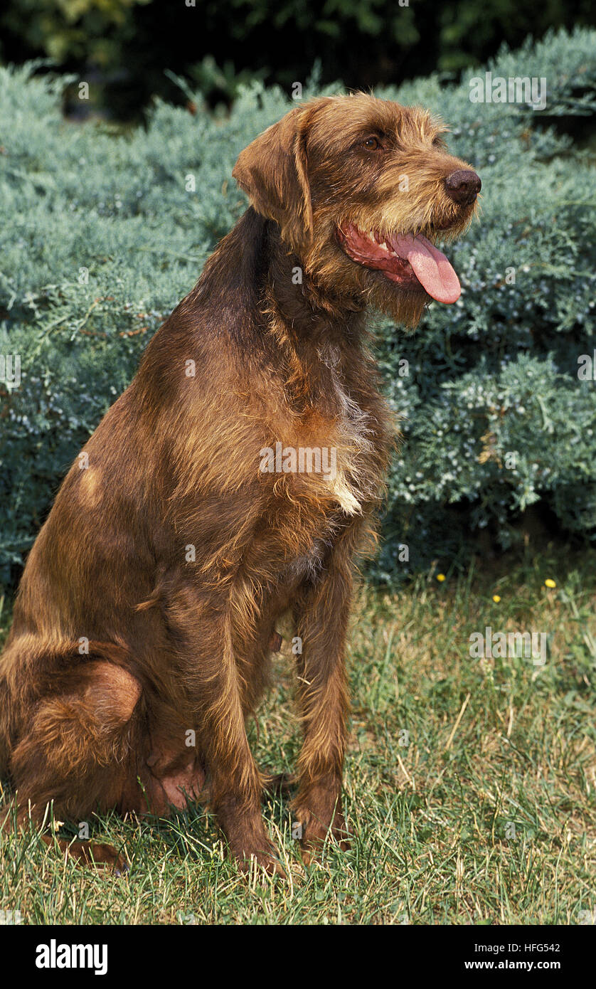 Pudel pointer Banque de photographies et d’images à haute résolution ...
