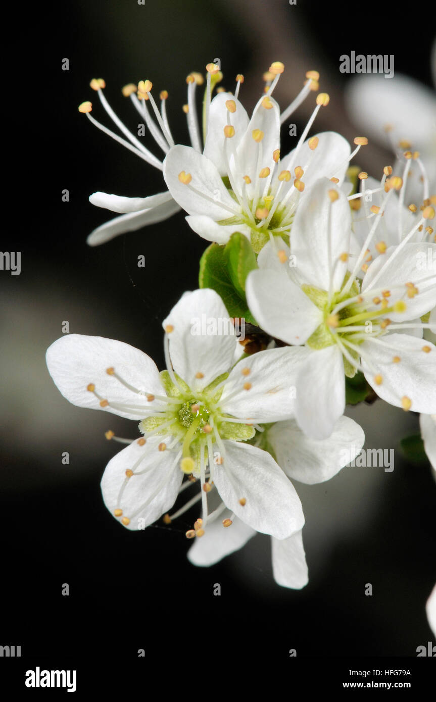 Prunus spinosa prunellier ou Prunelle. Fam. Rosaceae. Turo del Putget ...