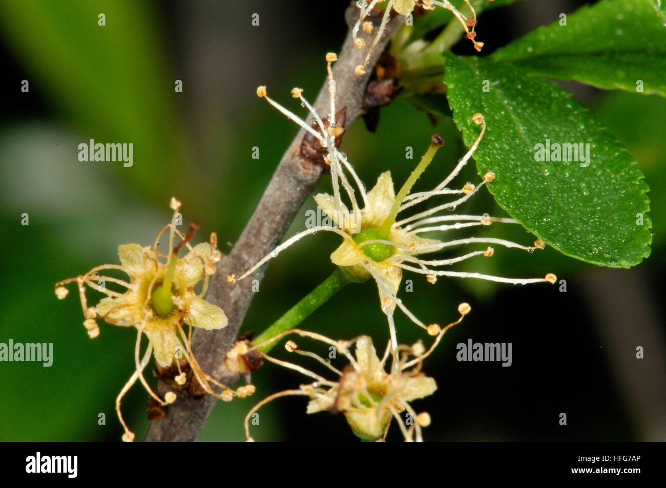 Prunus spinosa prunellier ou Prunelle. Fam. Rosaceae. Turo del Putget ...