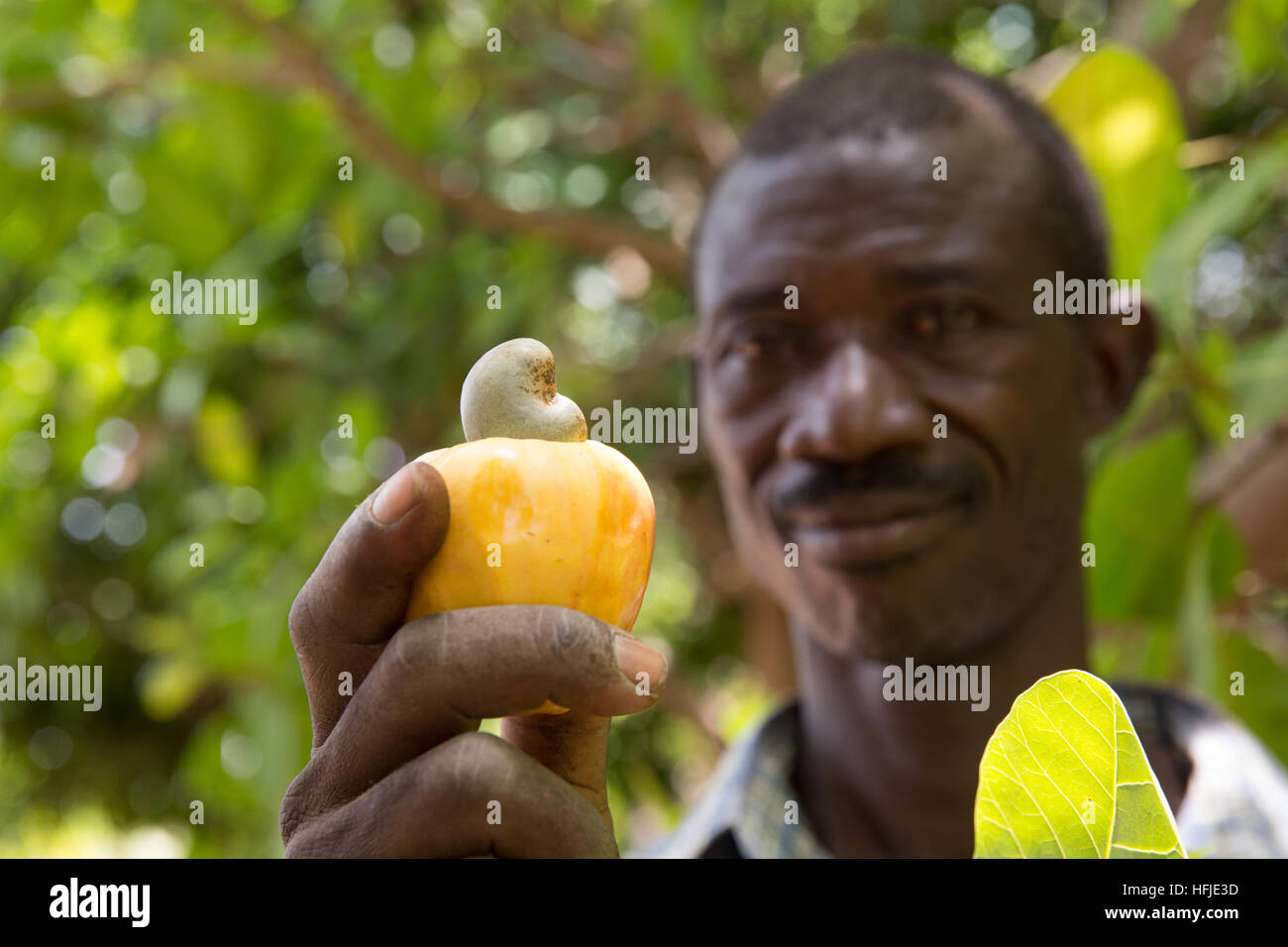 Cashew plantation Banque de photographies et d’images à haute ...