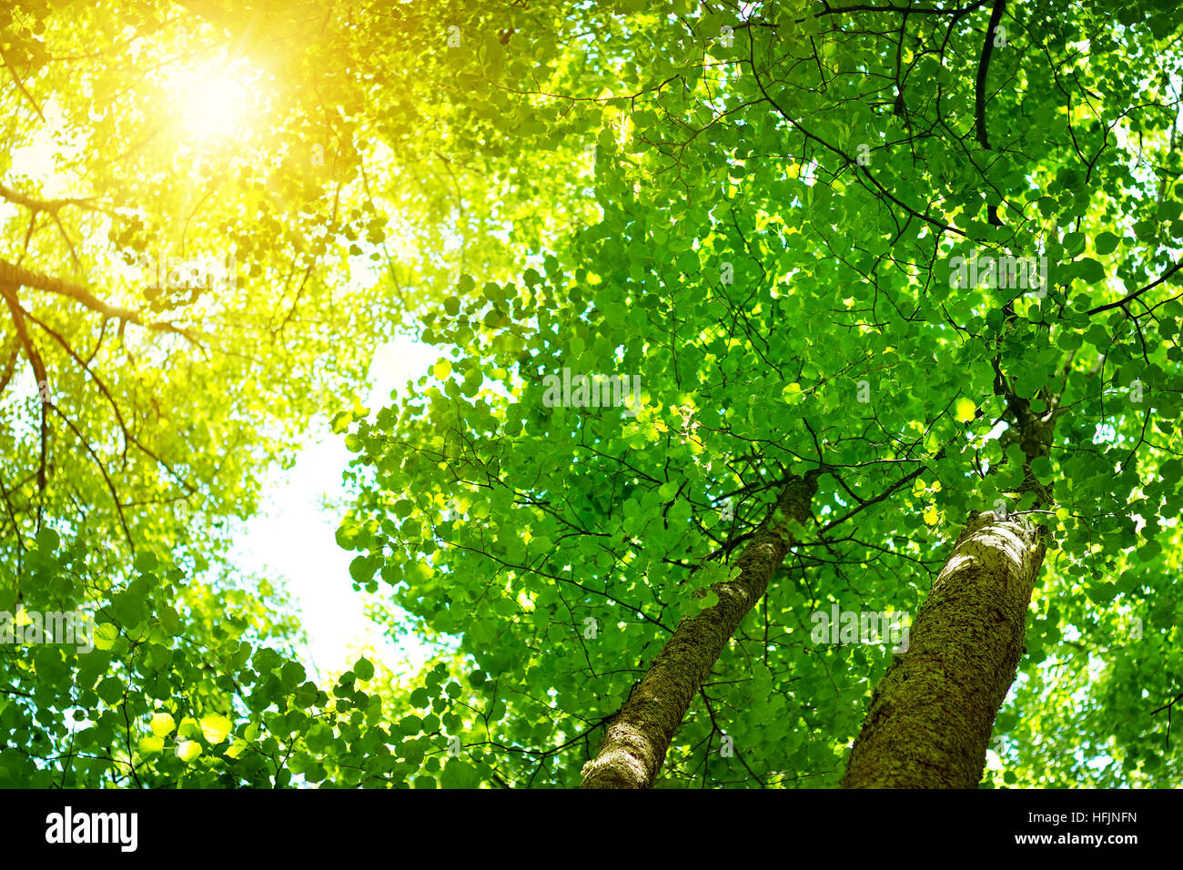 Les feuilles de tilleul jaune brillent au soleil Banque de ...