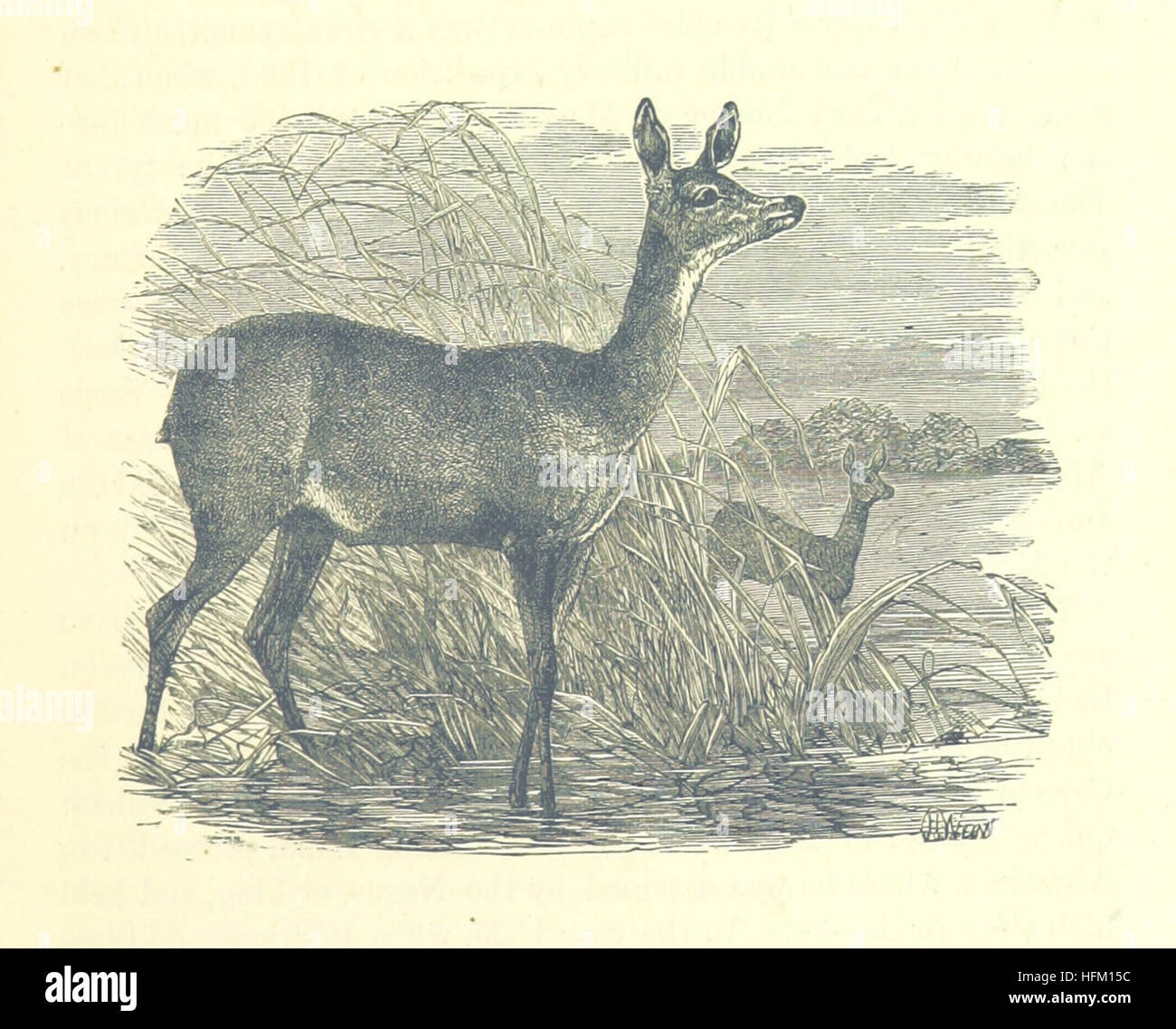 Beaucoup de voyageurs, de l'Afrique Mungo Park et Bruce Livingstone et ...