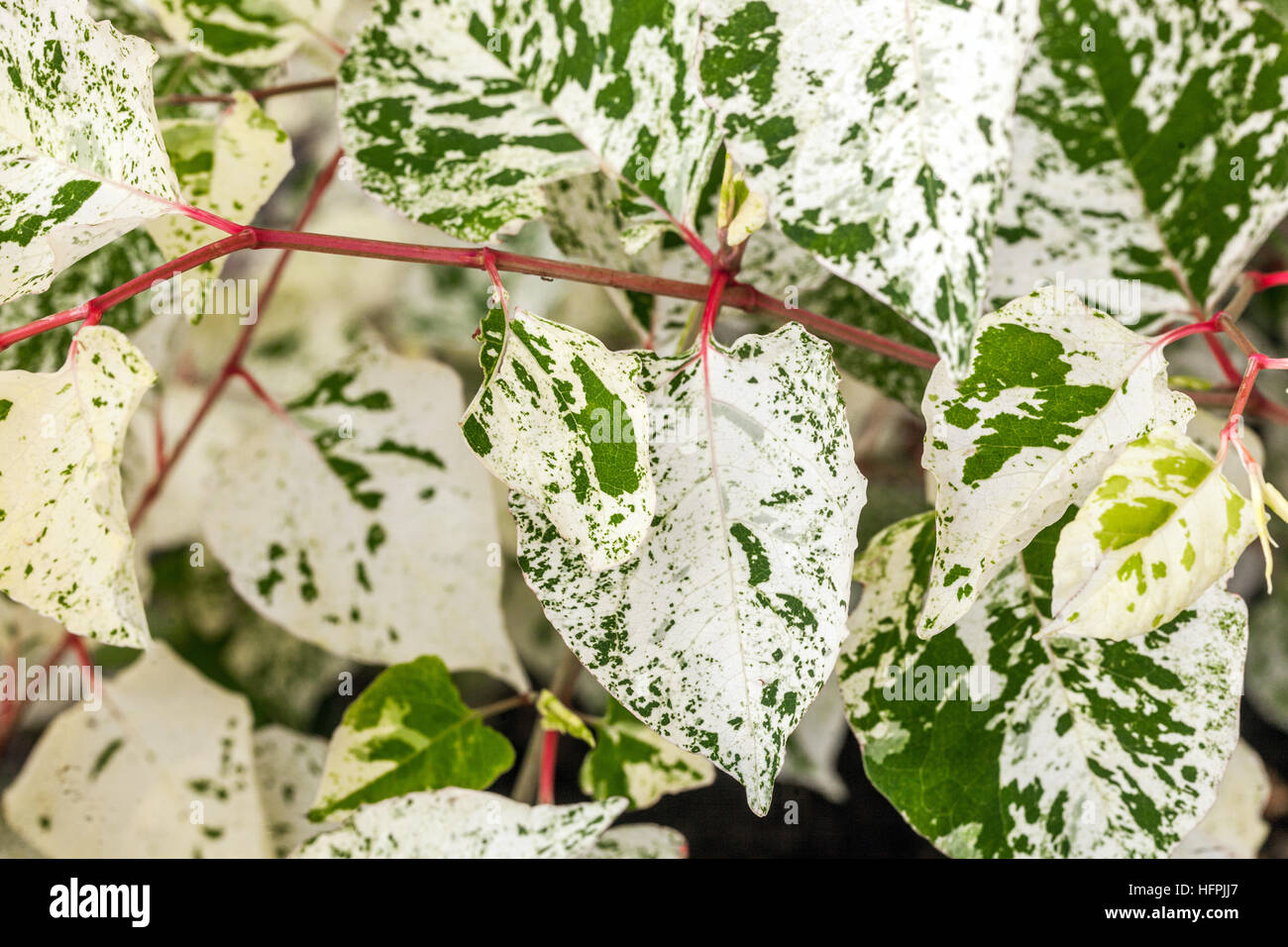 Nouaded japonais, Fallopia japonica 'Variegata' avec l'effet marbré des ...