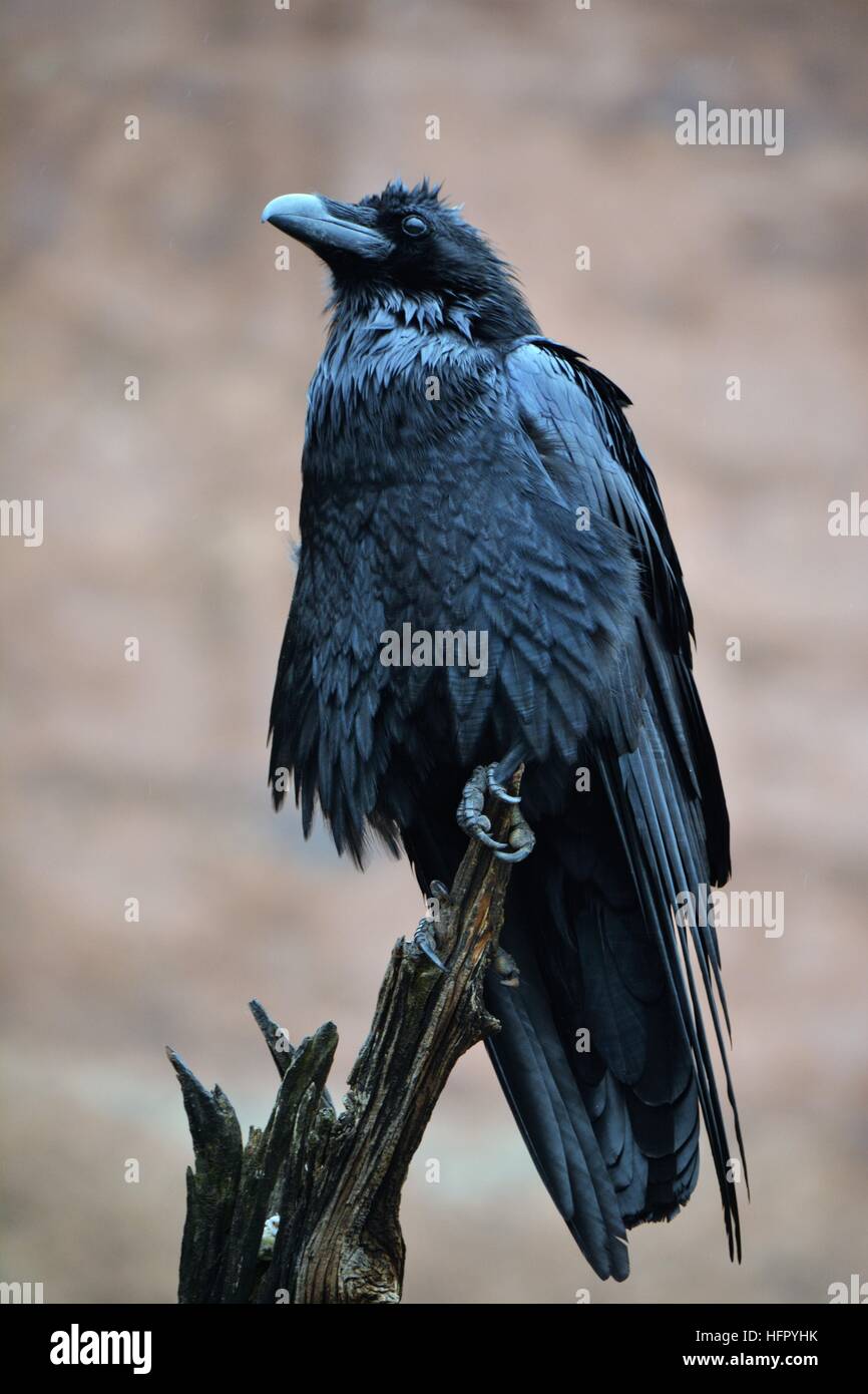 Un noir corbeau perché sur un arbre Photo Stock - Alamy