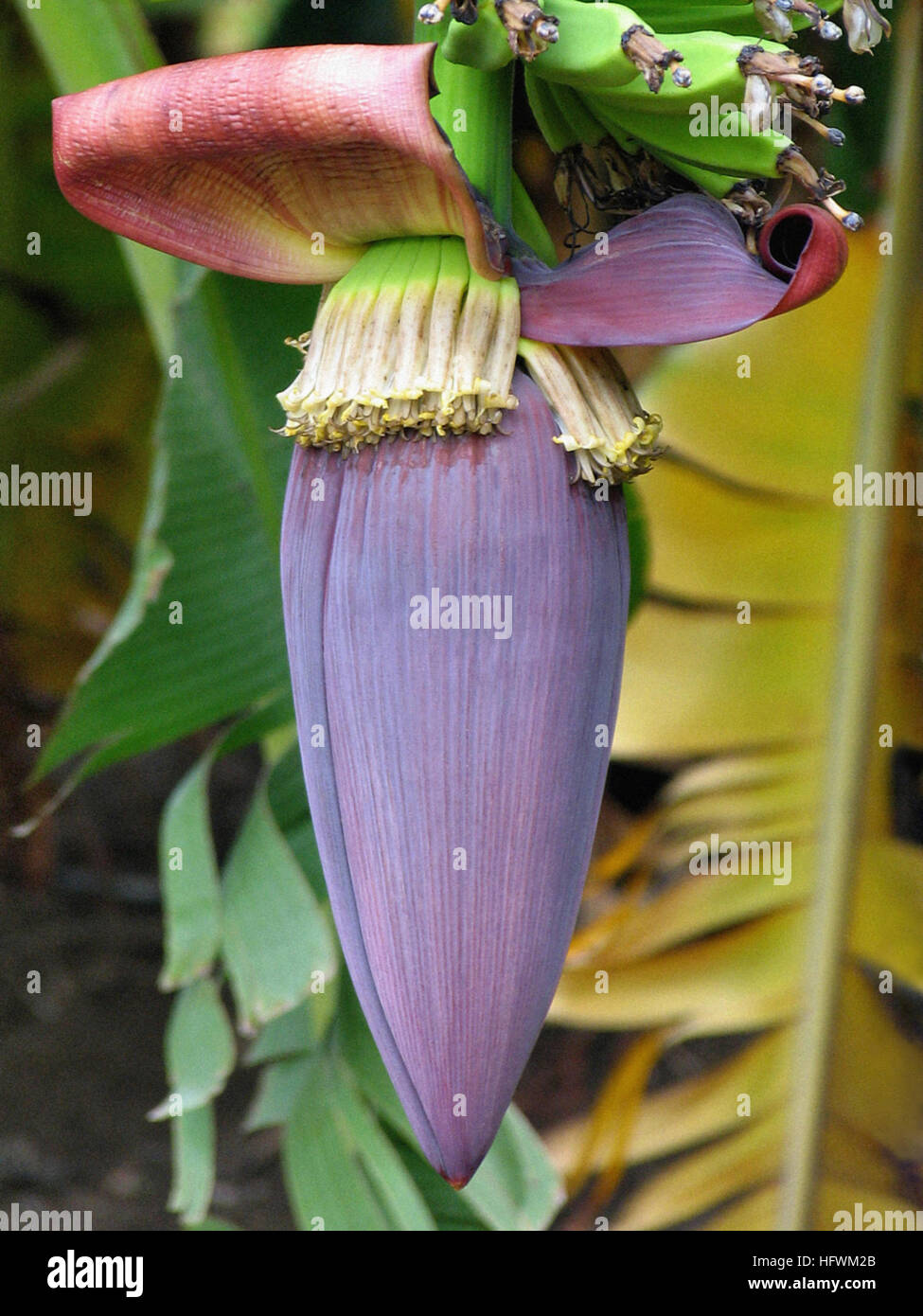 Banana tree musa paradisiaca musa Banque de photographies et d’images à ...