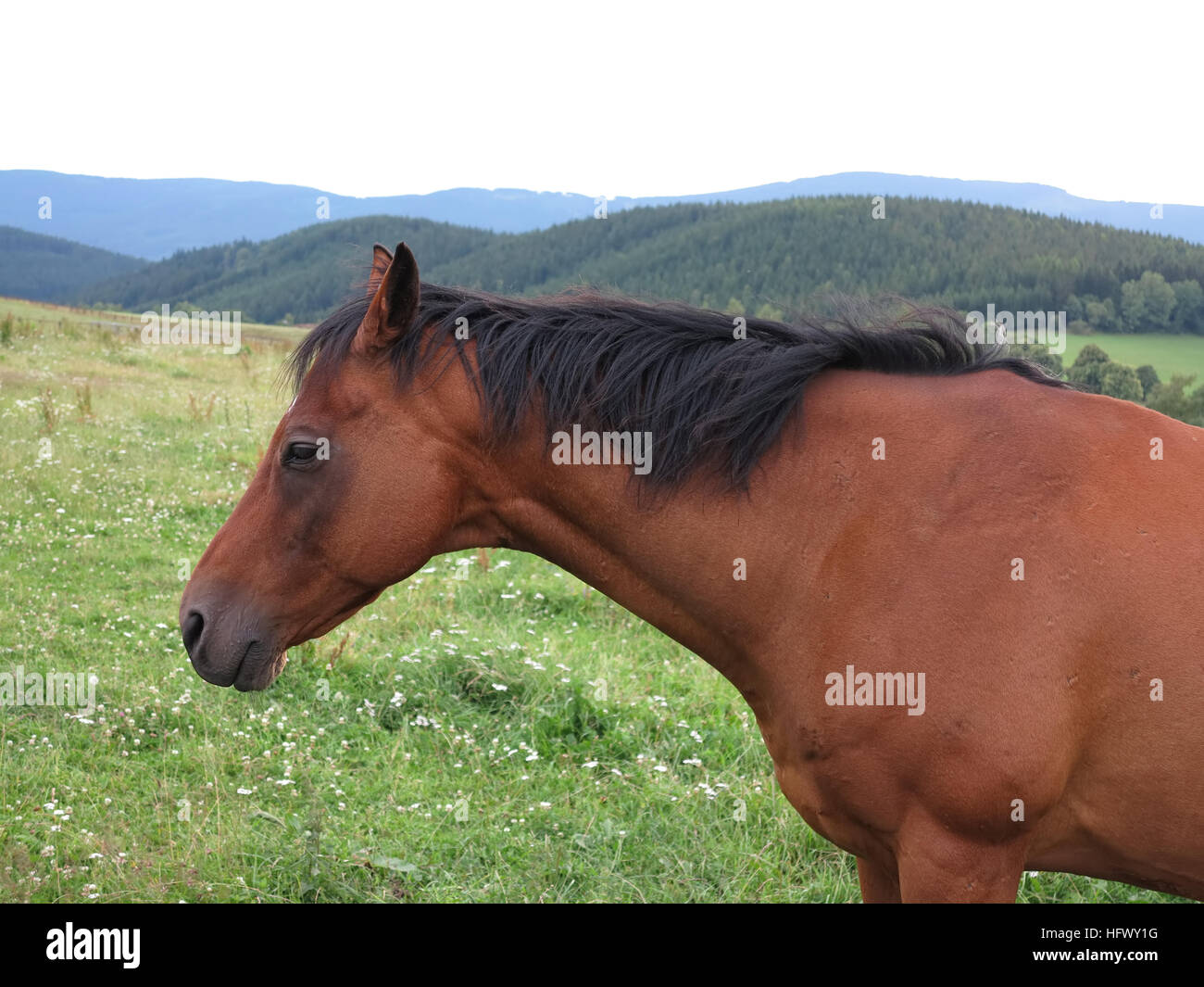 Cheval bai dun Banque de photographies et d’images à haute résolution ...