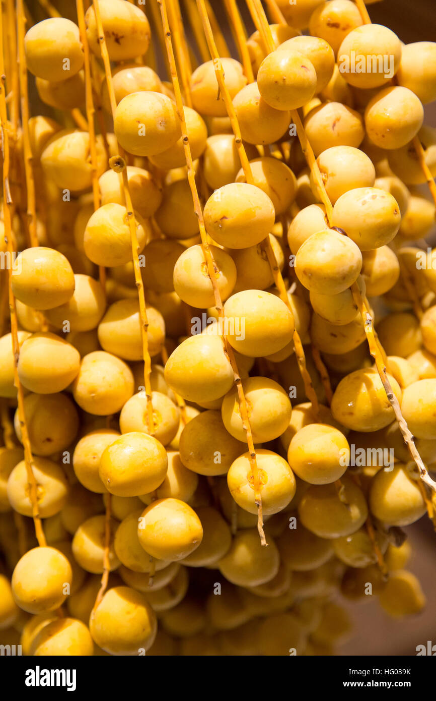 Arbre De Dattes Avec Des Fruits Banque d'image et photos - Alamy