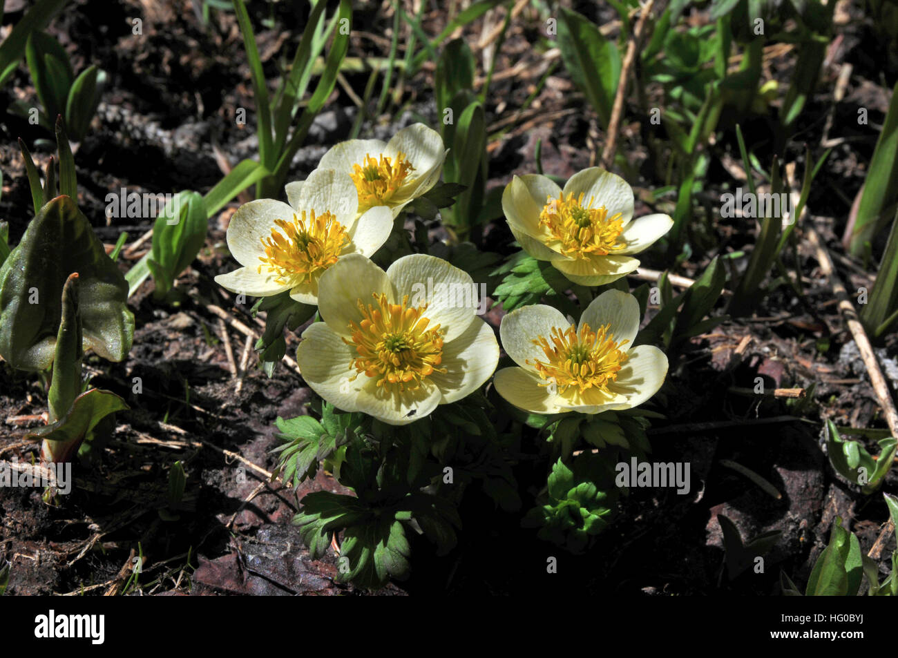 Trollius laxus Banque de photographies et d’images à haute résolution ...