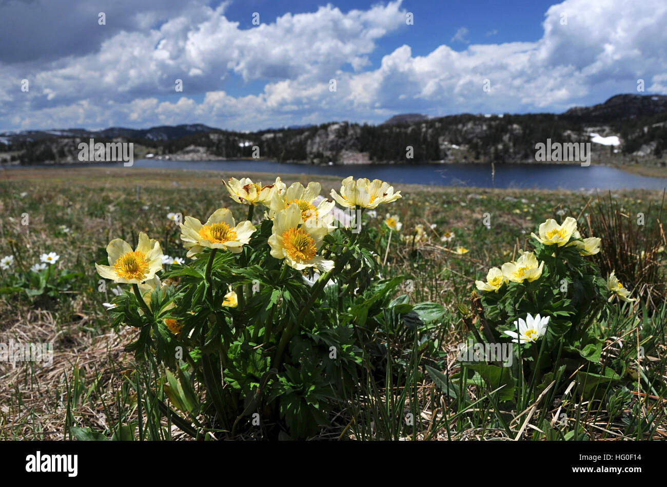 Trollius laxus Banque de photographies et d’images à haute résolution ...
