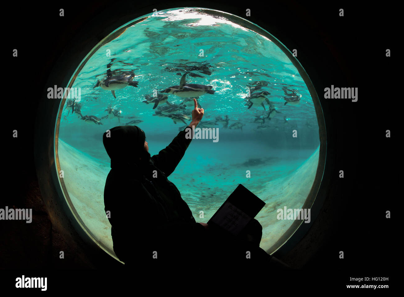 Compte suricate Banque de photographies et d’images à haute résolution ...