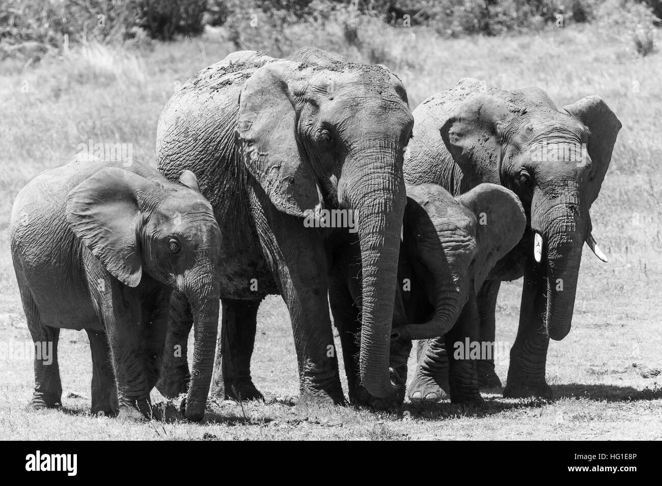 Afrique sub saharienne Banque d'images noir et blanc - Alamy