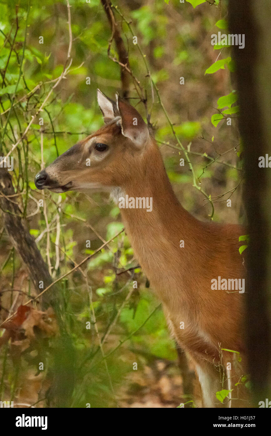 Queue blanche de cerf Banque de photographies et d’images à haute ...