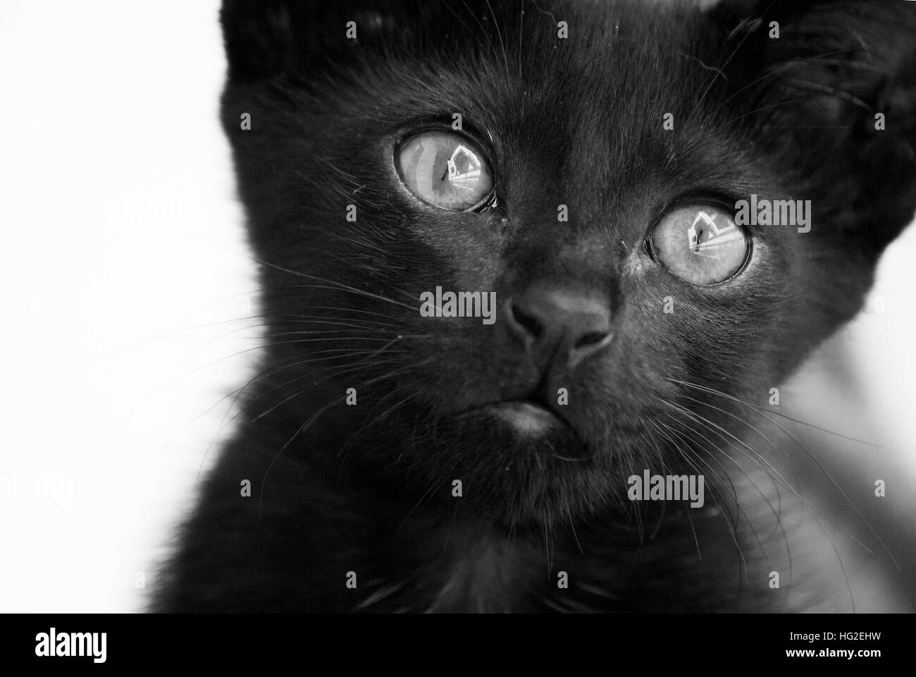 Chat triste Banque de photographies et d’images à haute résolution - Alamy
