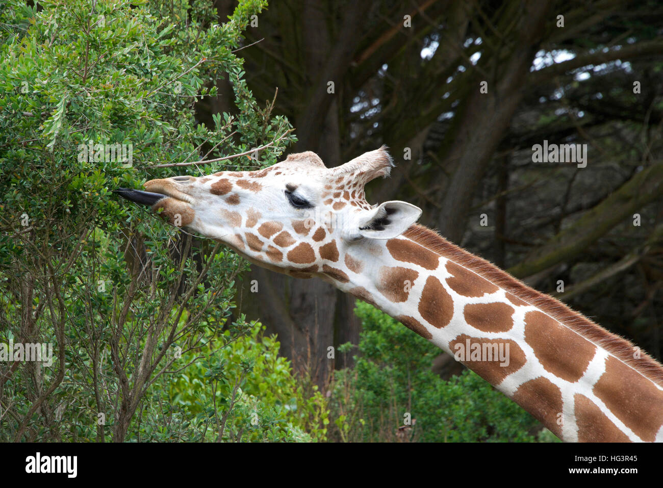 Girafe mangeant des feuilles Banque de photographies et d’images à ...