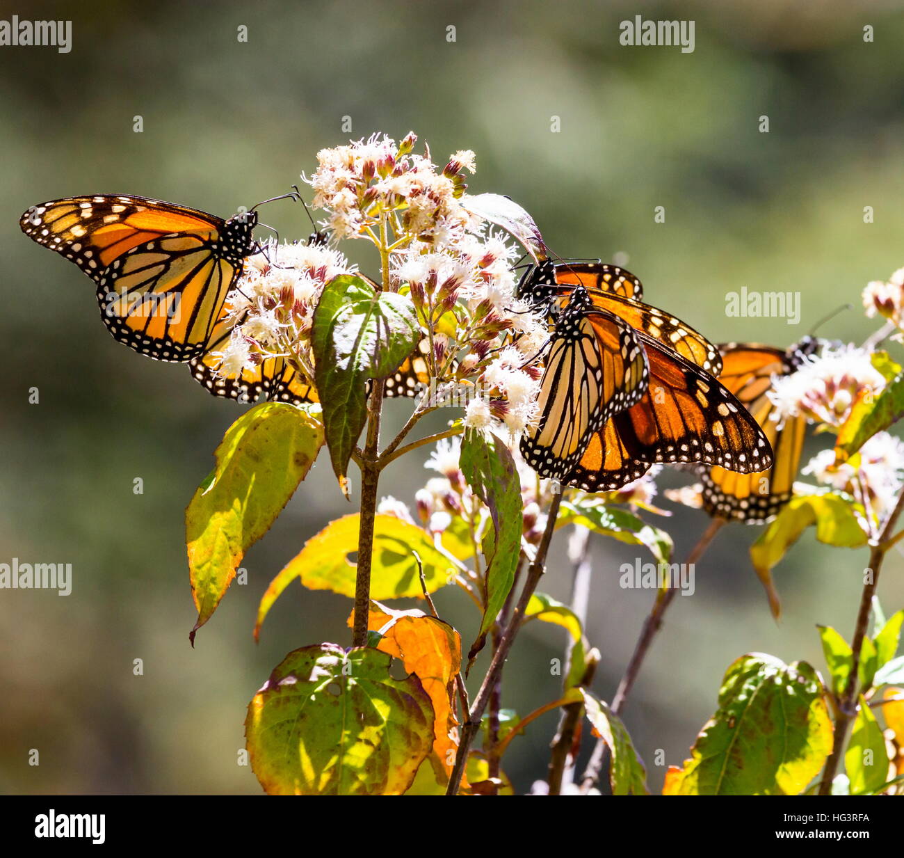 Grappe de papillon monarque Banque de photographies et d’images à haute ...
