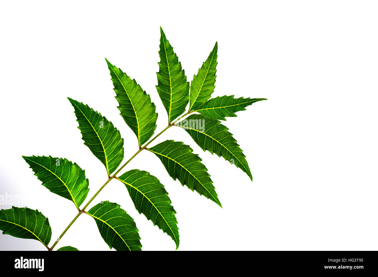 Feuilles de neem médicinales sur fond blanc. Azadirachta indica Photo ...