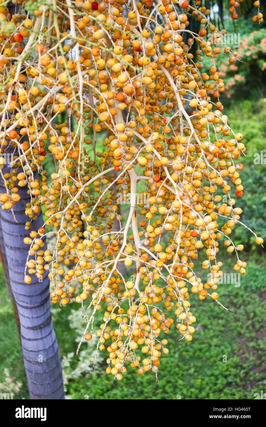 D'AREC ou de noix de bétel Areca palm, plan moyen dans le jardin Photo ...