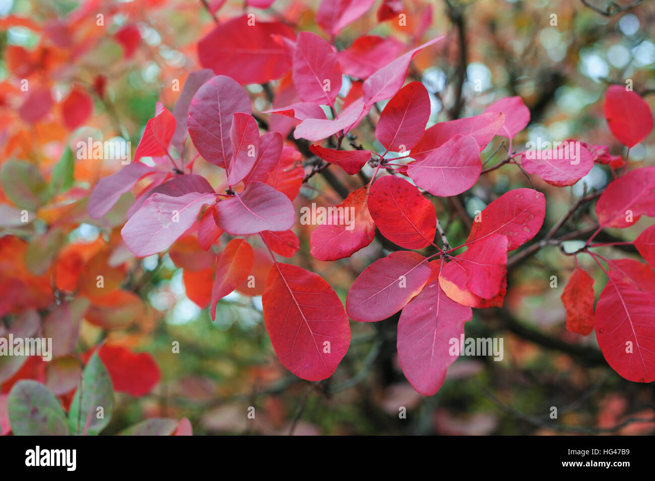 Feuilles jaunes sur un arbre en automne Banque de photographies et d ...