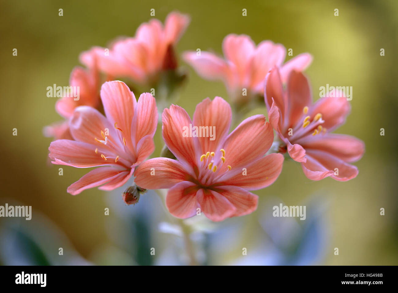 Lewisia plant Banque de photographies et d’images à haute résolution ...