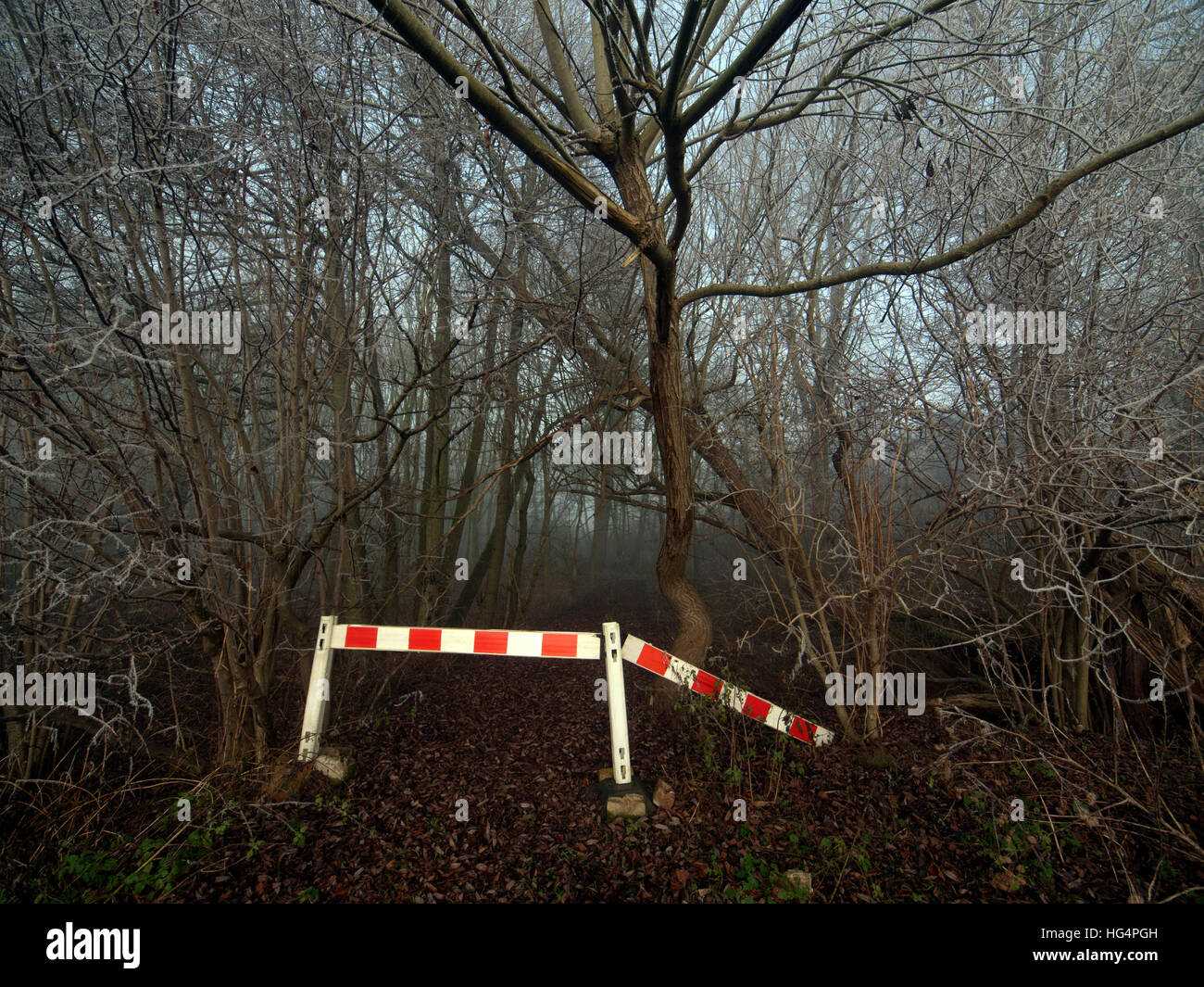 Forest crime scene Banque de photographies et d’images à haute ...