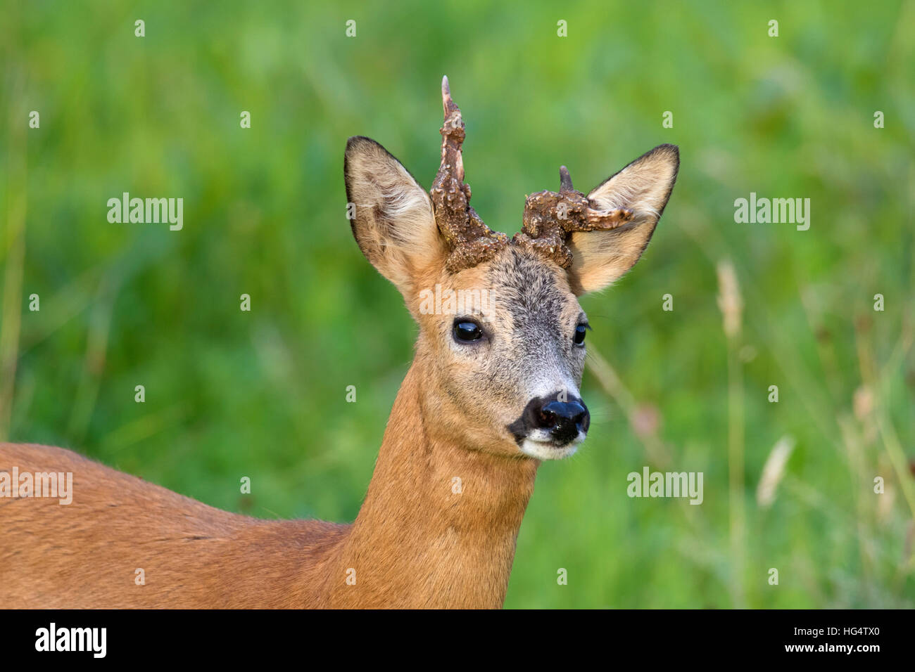 Le chevreuil (Capreolus capreolus) buck avec deux bois déformés dans le ...
