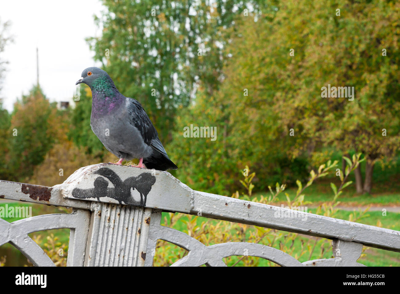 Pigeon assis sur le parapet du pont Photo Stock - Alamy