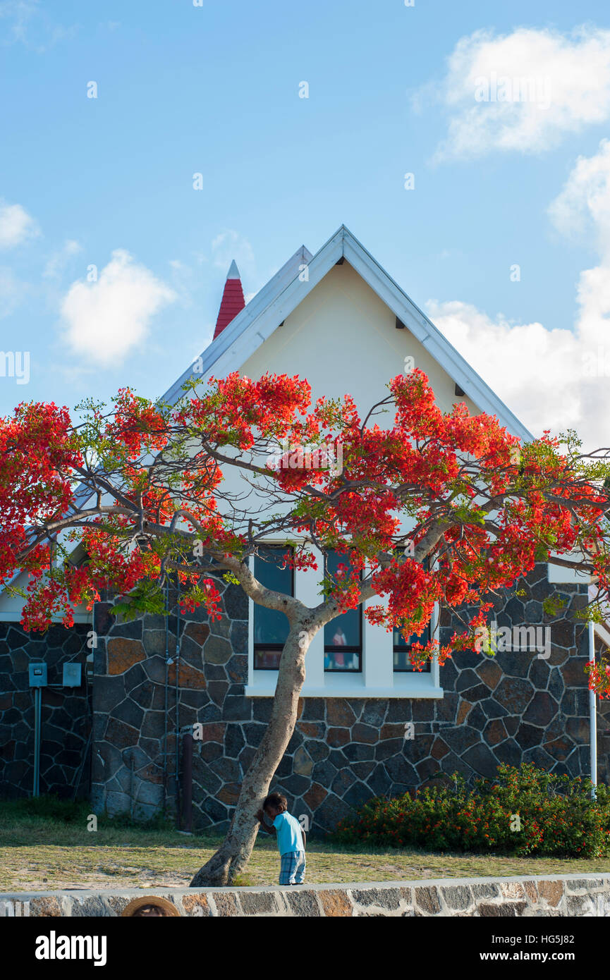 Un arbre flamboyant à Cap Malheureux, Ile Maurice Photo Stock - Alamy