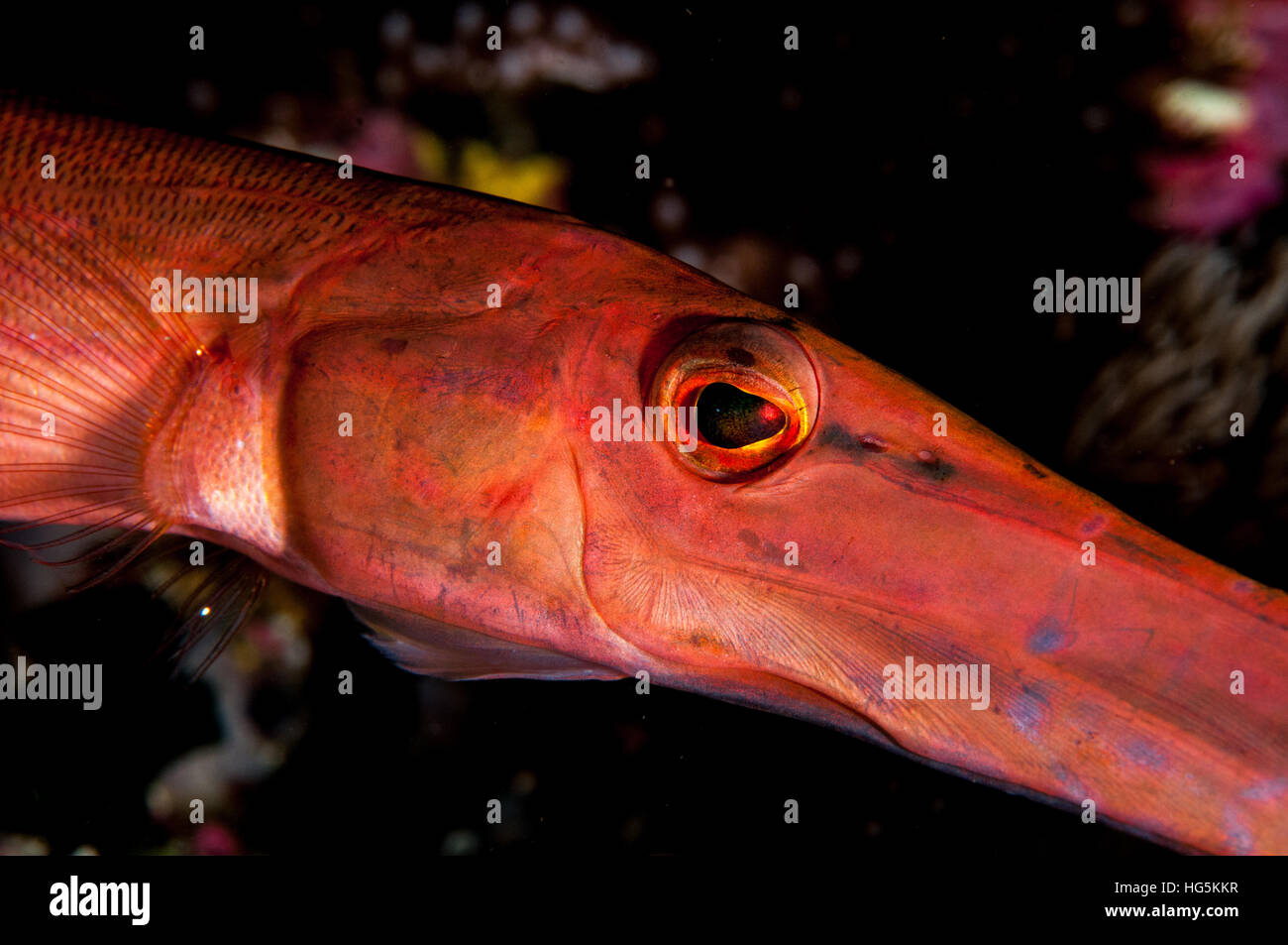 Aulostomus chinensis Banque de photographies et d’images à haute ...