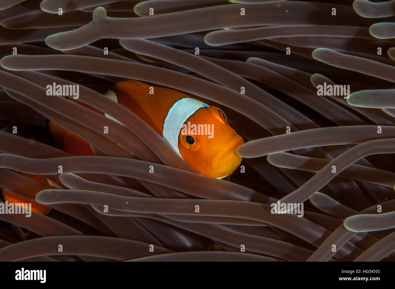 Anemonefish amphiprion ocellaris Banque de photographies et d’images à ...