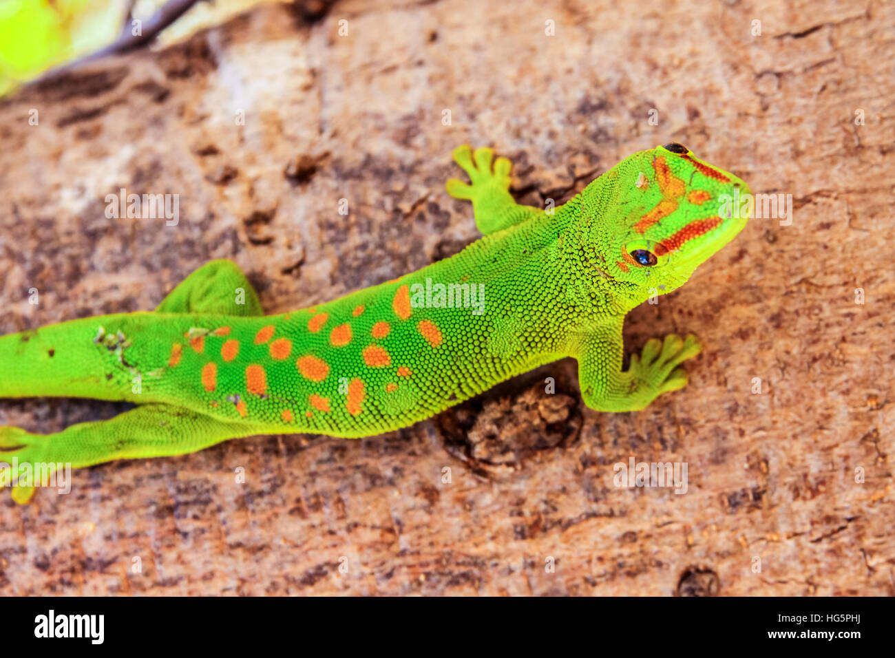 Gecko de madagascar Banque de photographies et d’images à haute ...