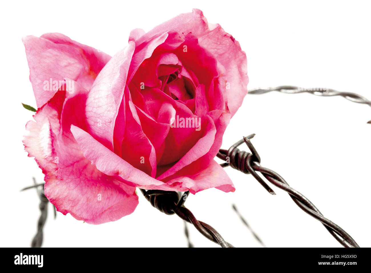 Rose et de barbelés : même les plus belles roses ont des épines Photo ...