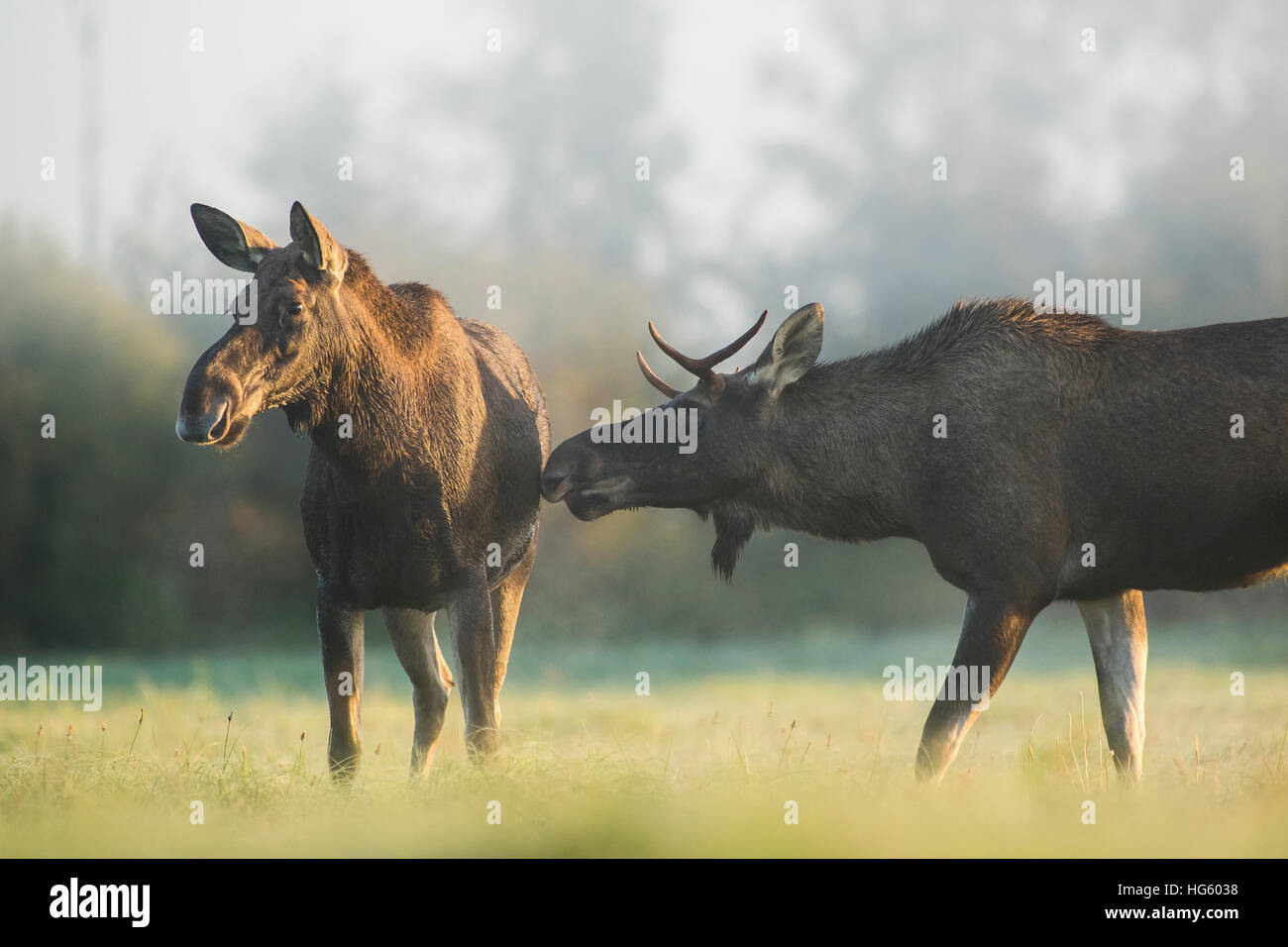 Vache accouplement avec taureau Banque de photographies et d’images à haute résolution - Alamy