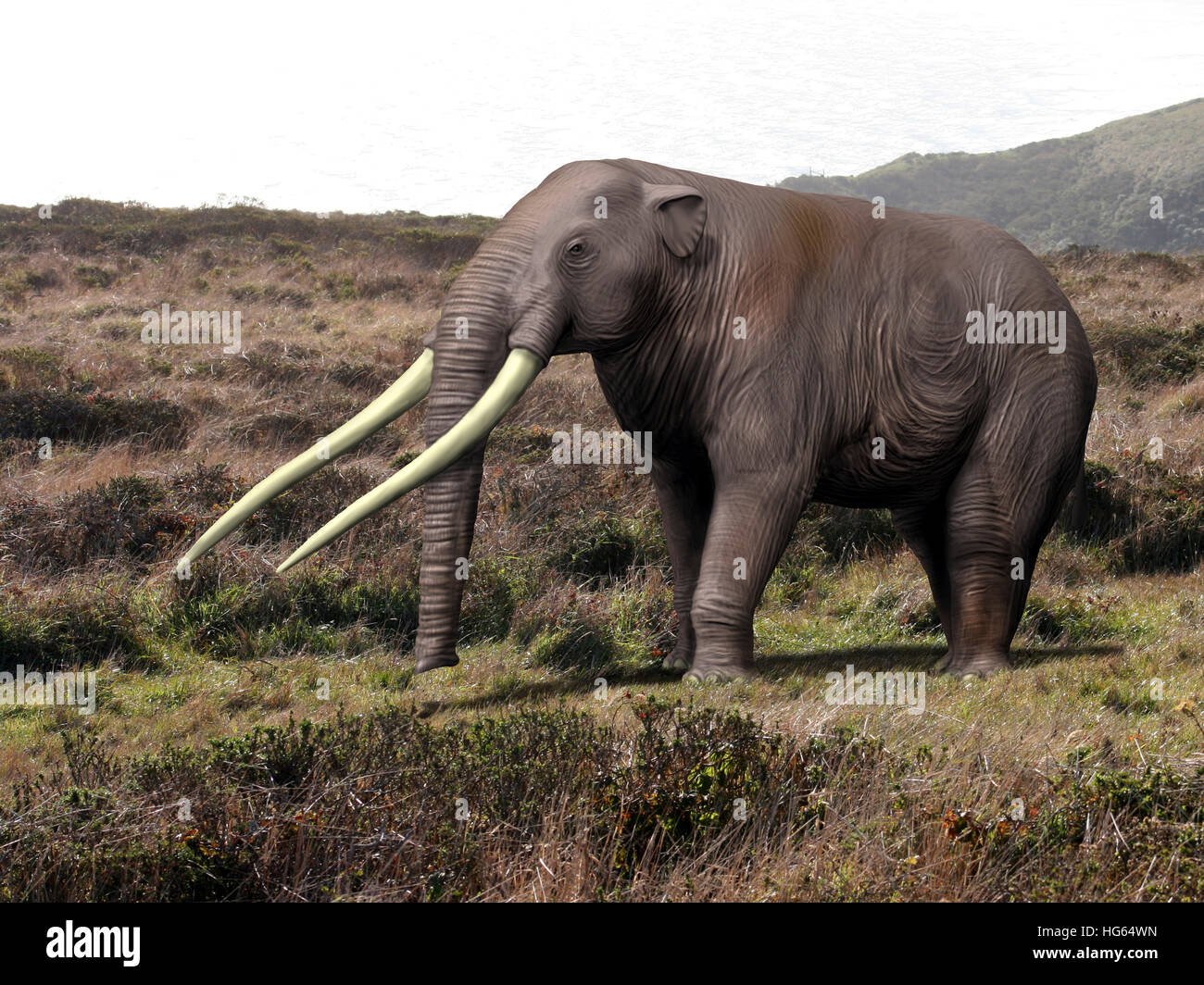 Anancus arvernensis Banque de photographies et d’images à haute ...