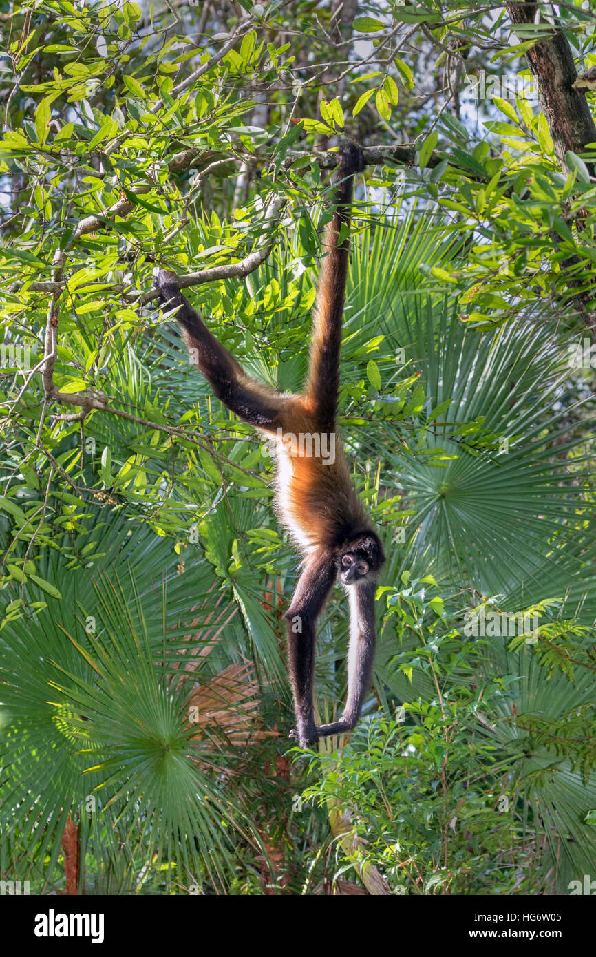 Singe araignée de Geoffroy du Yucatan (Ateles geoffroyi) en prenant le ...