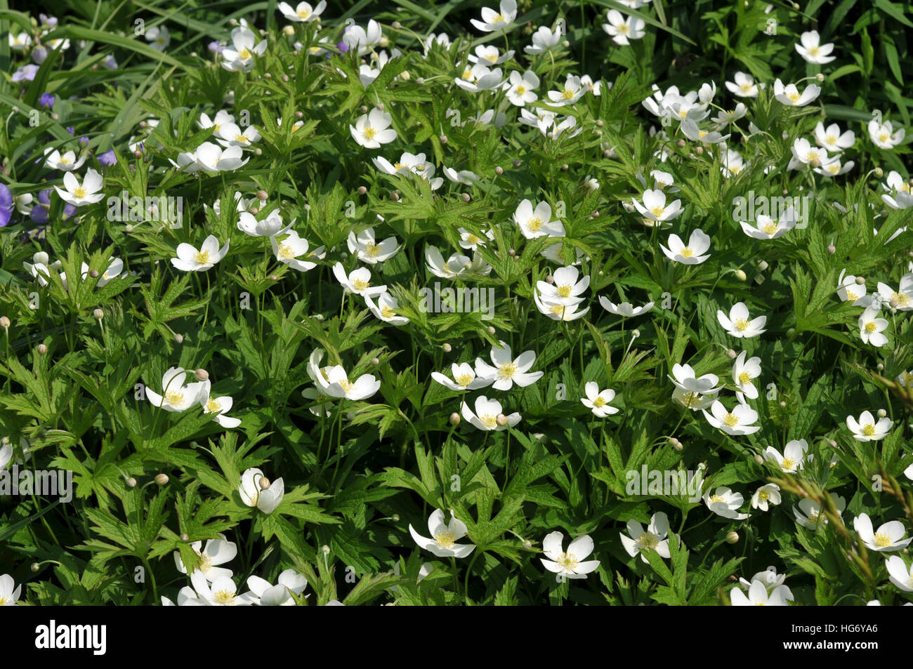Anemone canadensis Banque de photographies et d’images à haute ...