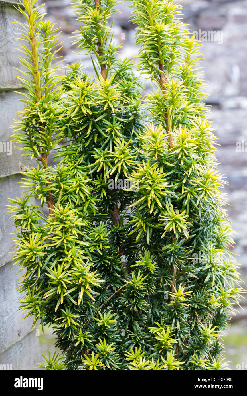 Taxus baccata standishii Banque de photographies et d’images à haute ...