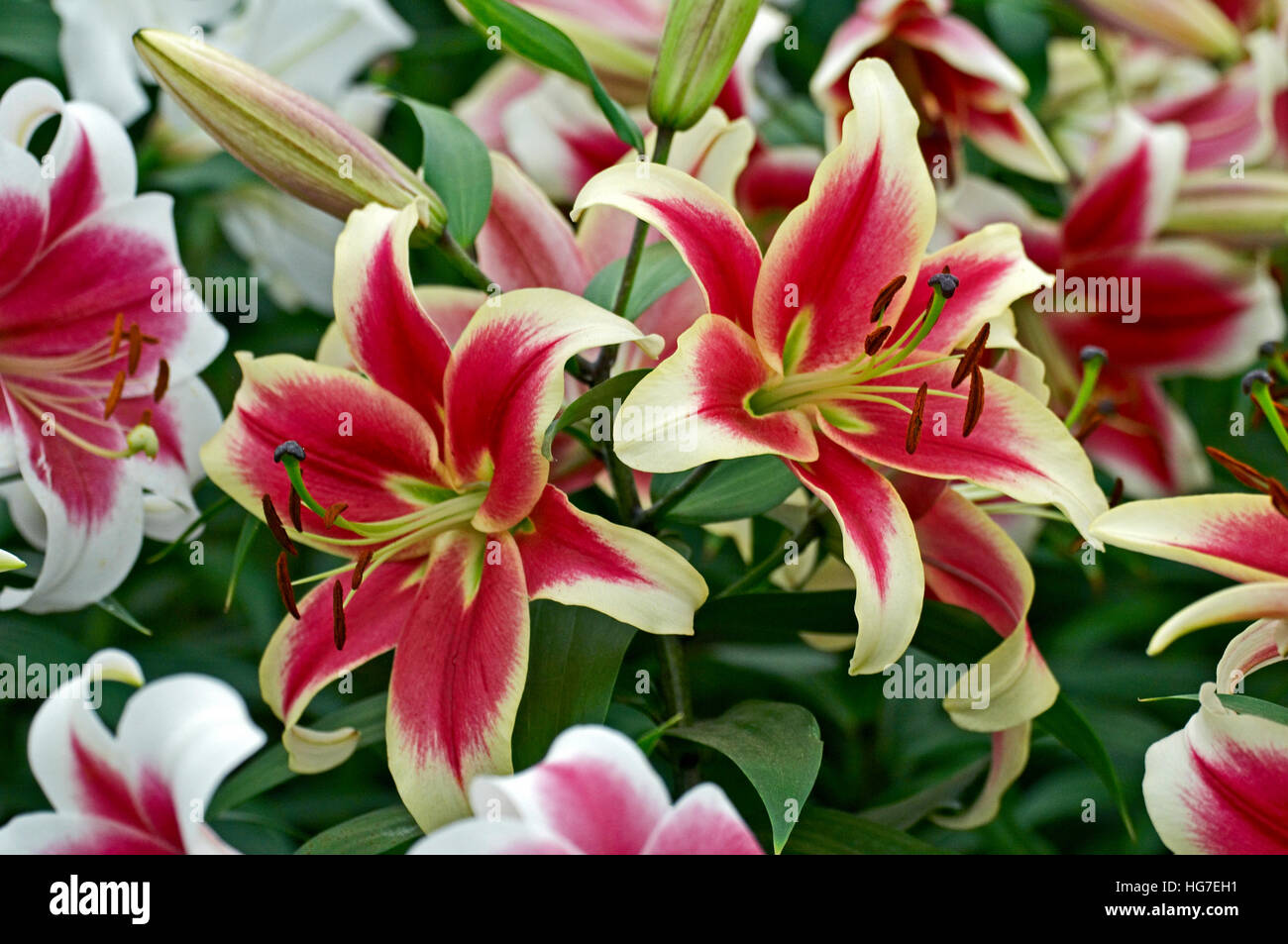 Lilium candy club Banque de photographies et d’images à haute ...