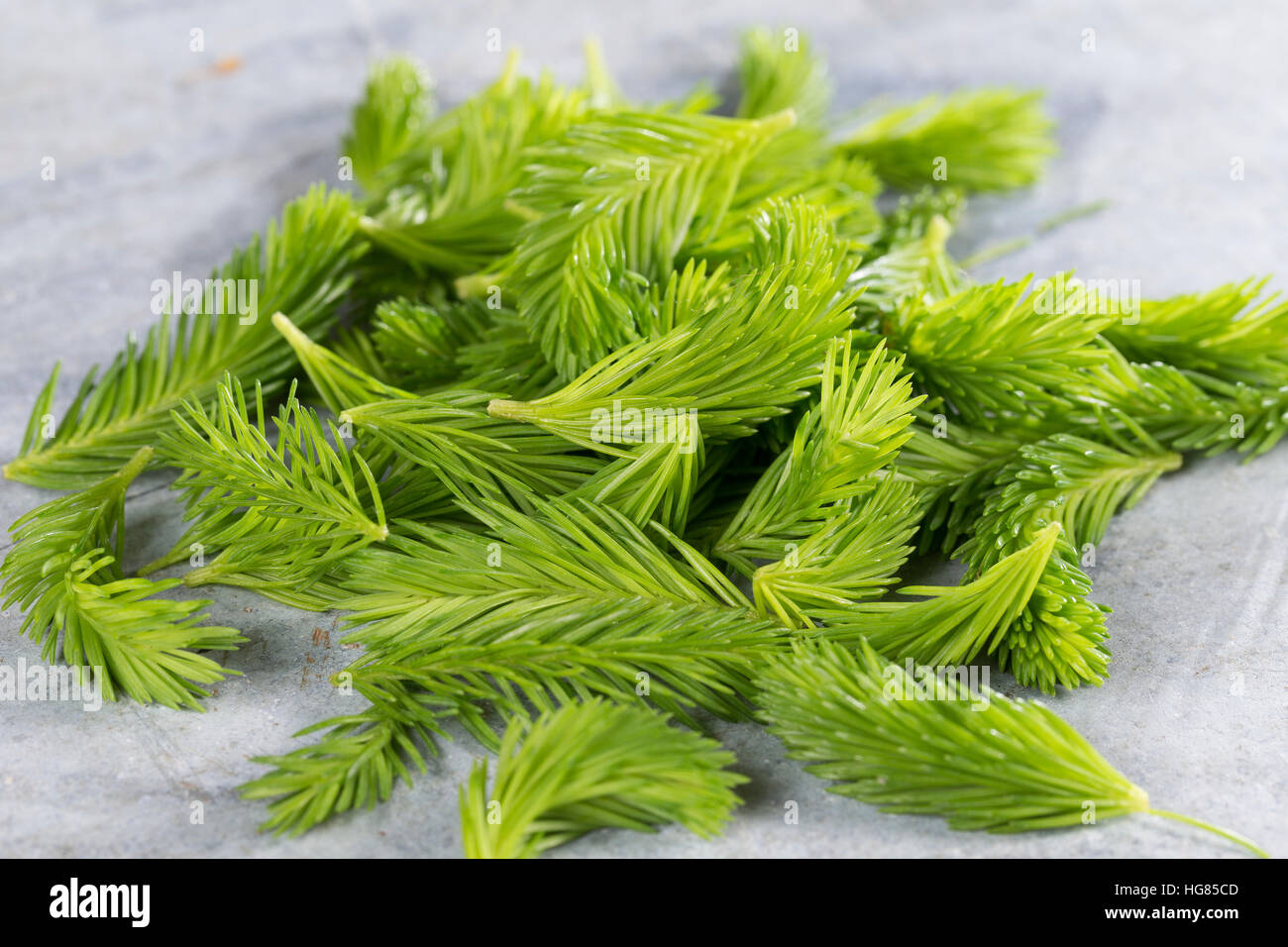 Fichtensprosse Fichtenspitzen Fichtensprossen,,,, Maiwipfel Rot-Fichte ...