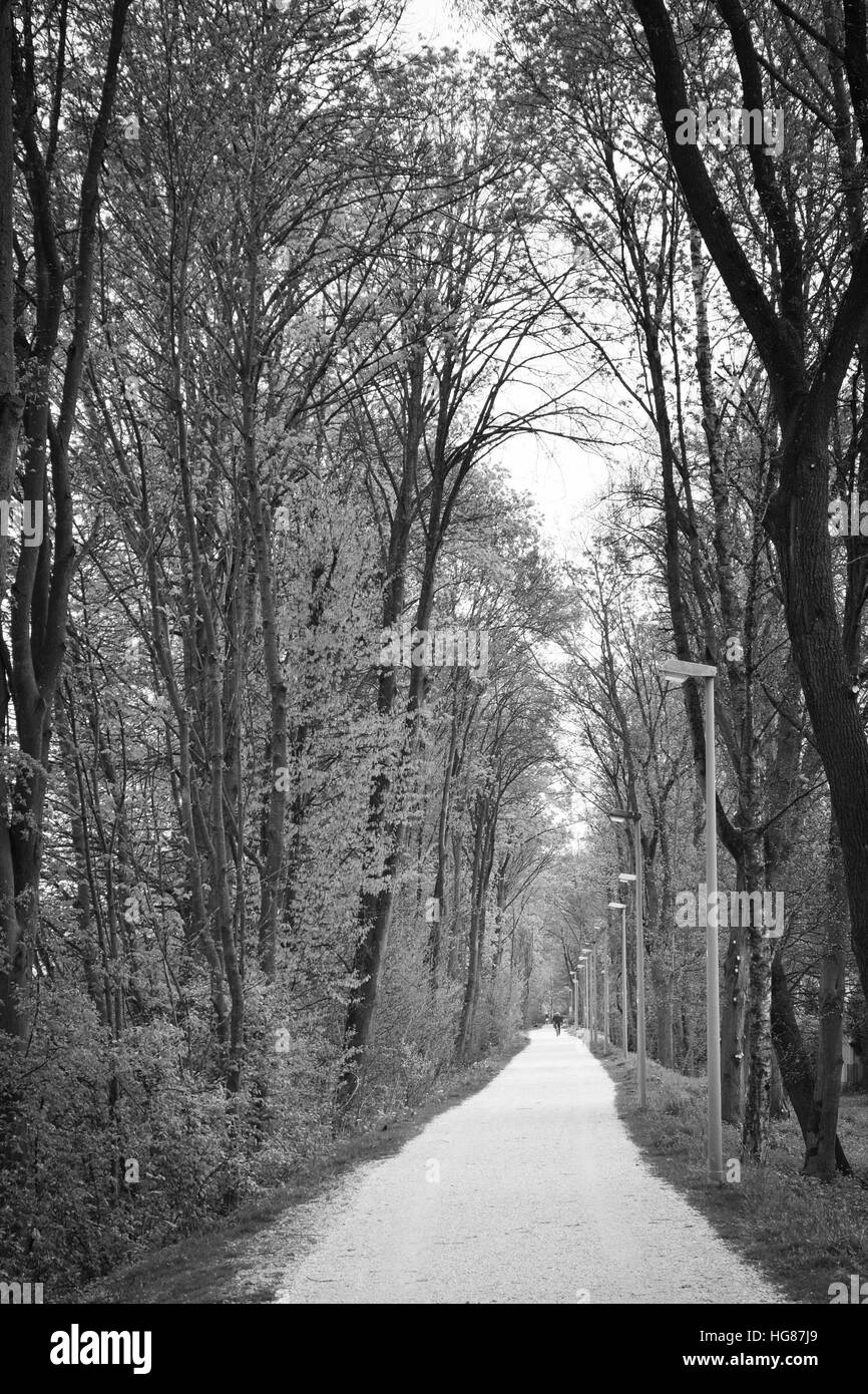Chemin en forêt Banque d'images noir et blanc - Alamy