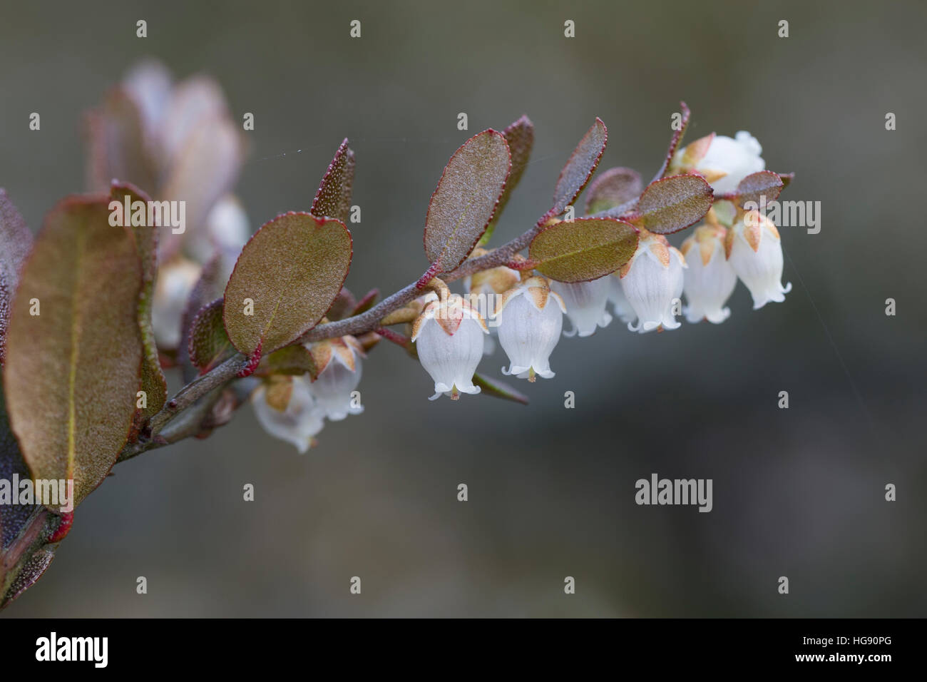 Feuille de cuir chamaedaphne calyculata Banque de photographies et d ...